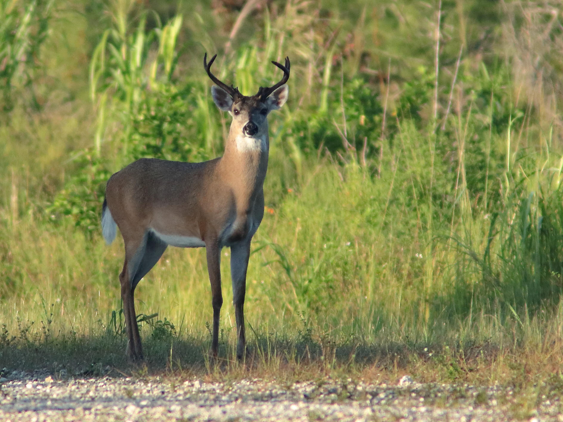 Louisiana logs first CWD case in Concordia Parish wild deer | CIDRAP