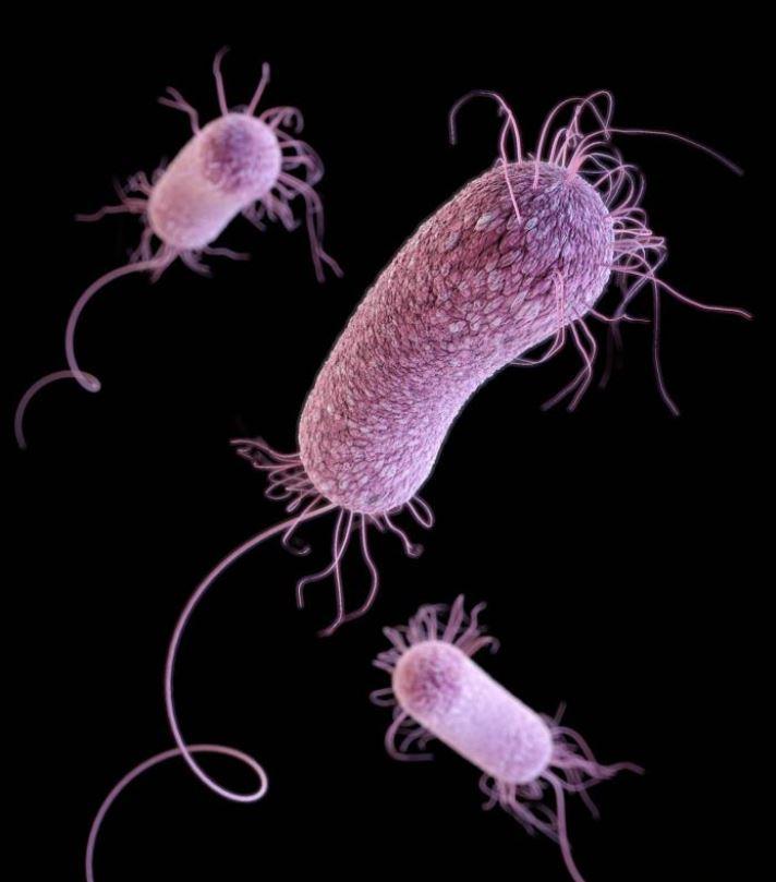 Shorter antibiotic course in uncomplicated bacteremia shows some ... Shorter antibiotic course in uncomplicated bacteremia shows some ...