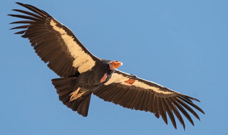 H5N1 avian flu strikes condors in Arizona; more detections reported in ...