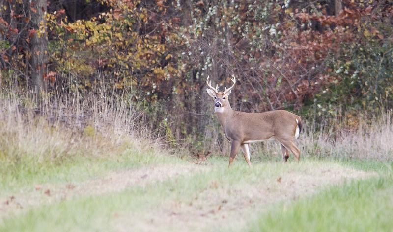 Indiana confirms its first chronic wasting disease detection | CIDRAP