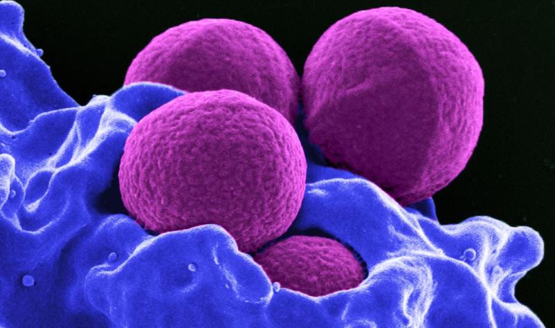 Mrsa Microscope