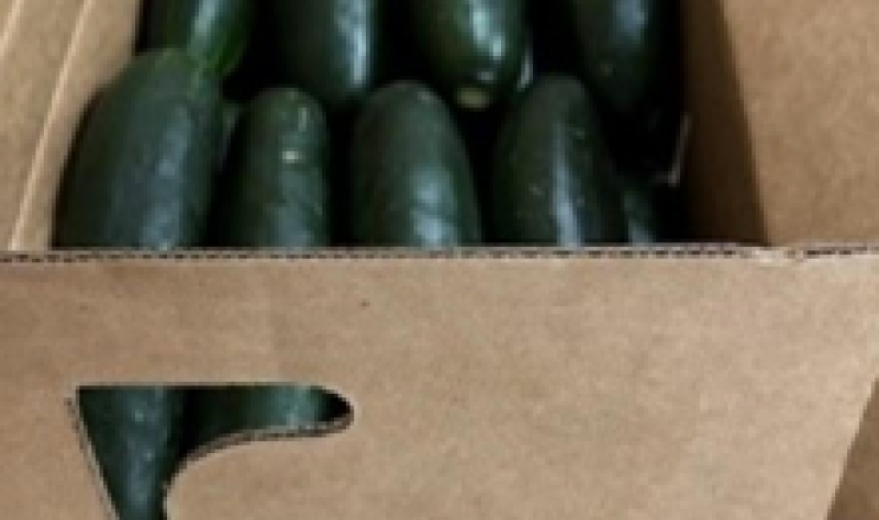 CDC: Cucumber-linked Salmonella outbreak sickens 162 in 25 states ...