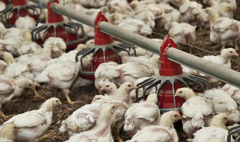 US reports first fatal H5N1 infection as avian flu strikes more poultry, cats | CIDRAP