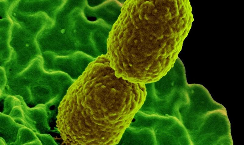 CRE surveillance: Is tracking of 'nightmare' bacteria adequate? | CIDRAP