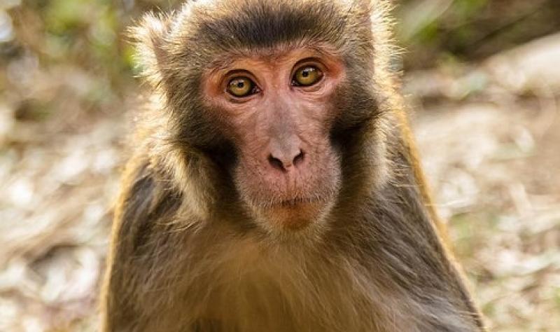 Study: Saliva spread of Zika possible but unlikely | CIDRAP